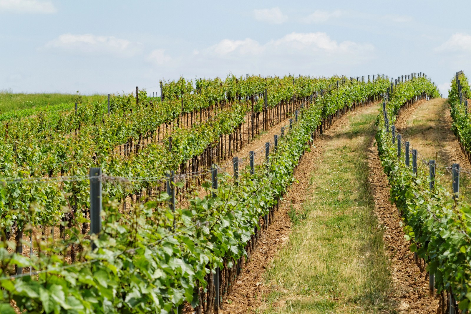Tokaj - Things to do and how to get there